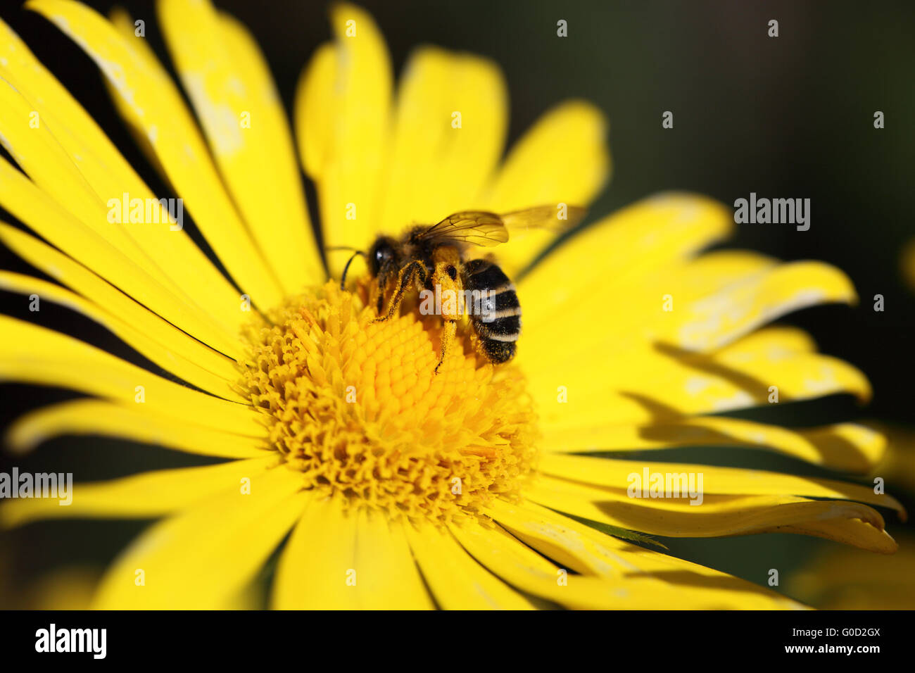 Back view of bumblebee hi-res stock photography and images - Alamy