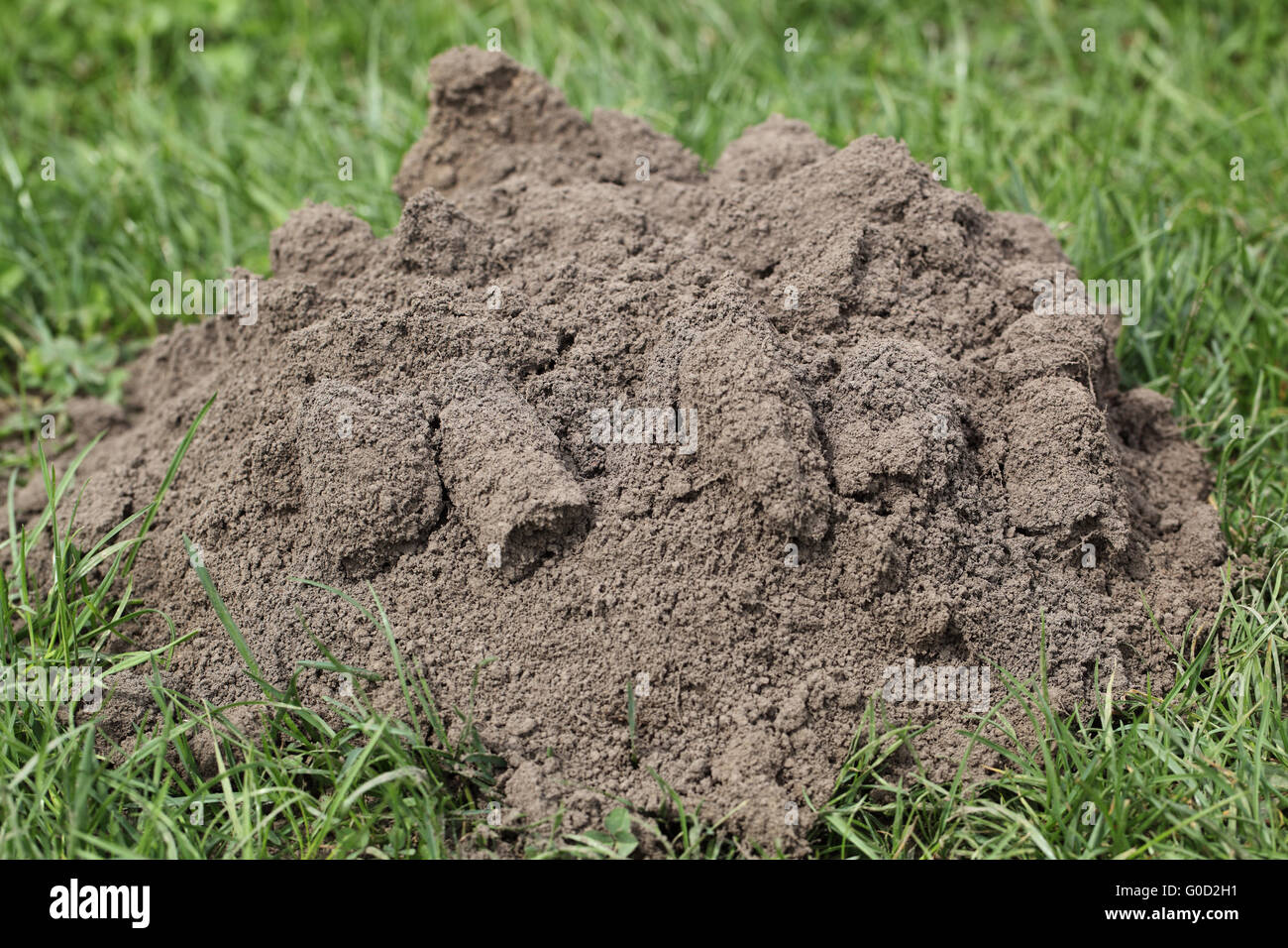 Opossum den hi-res stock photography and images - Alamy