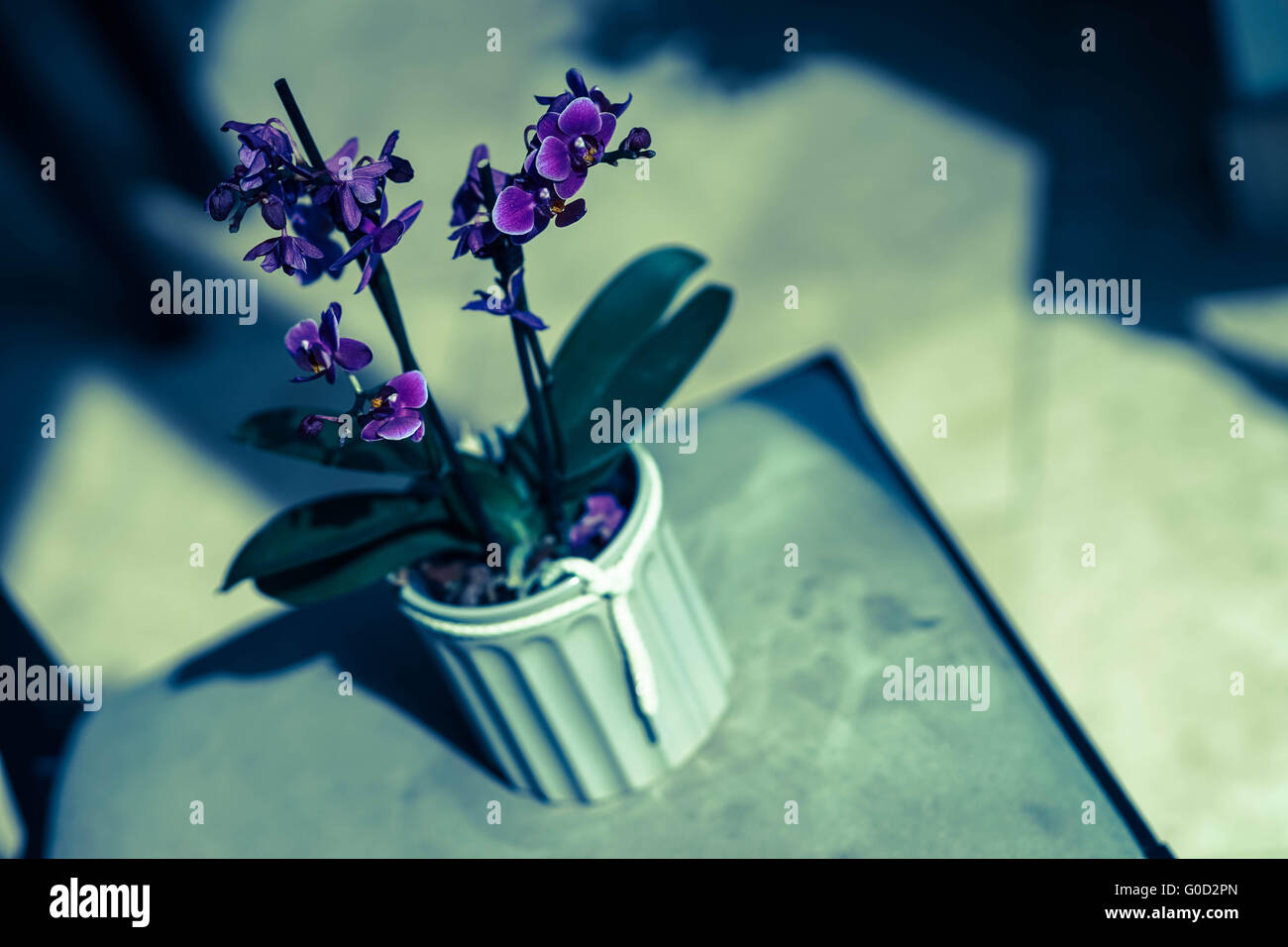 Violet pretty hi-res stock photography and images - Alamy