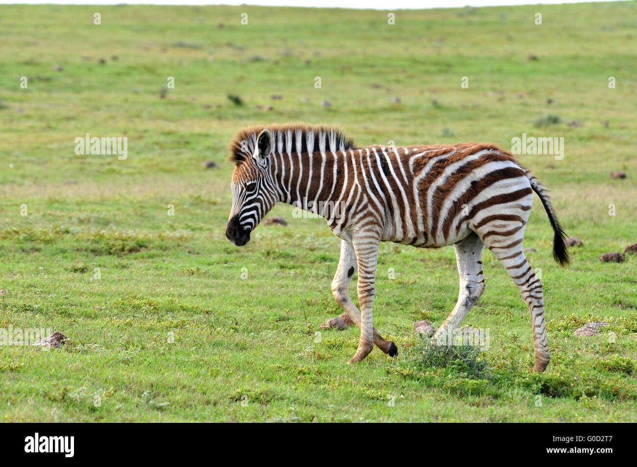 Burchell's Zebra in Africa Stock Photo - Alamy