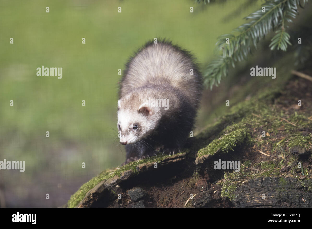 Europaischer polecat hi-res stock photography and images - Alamy