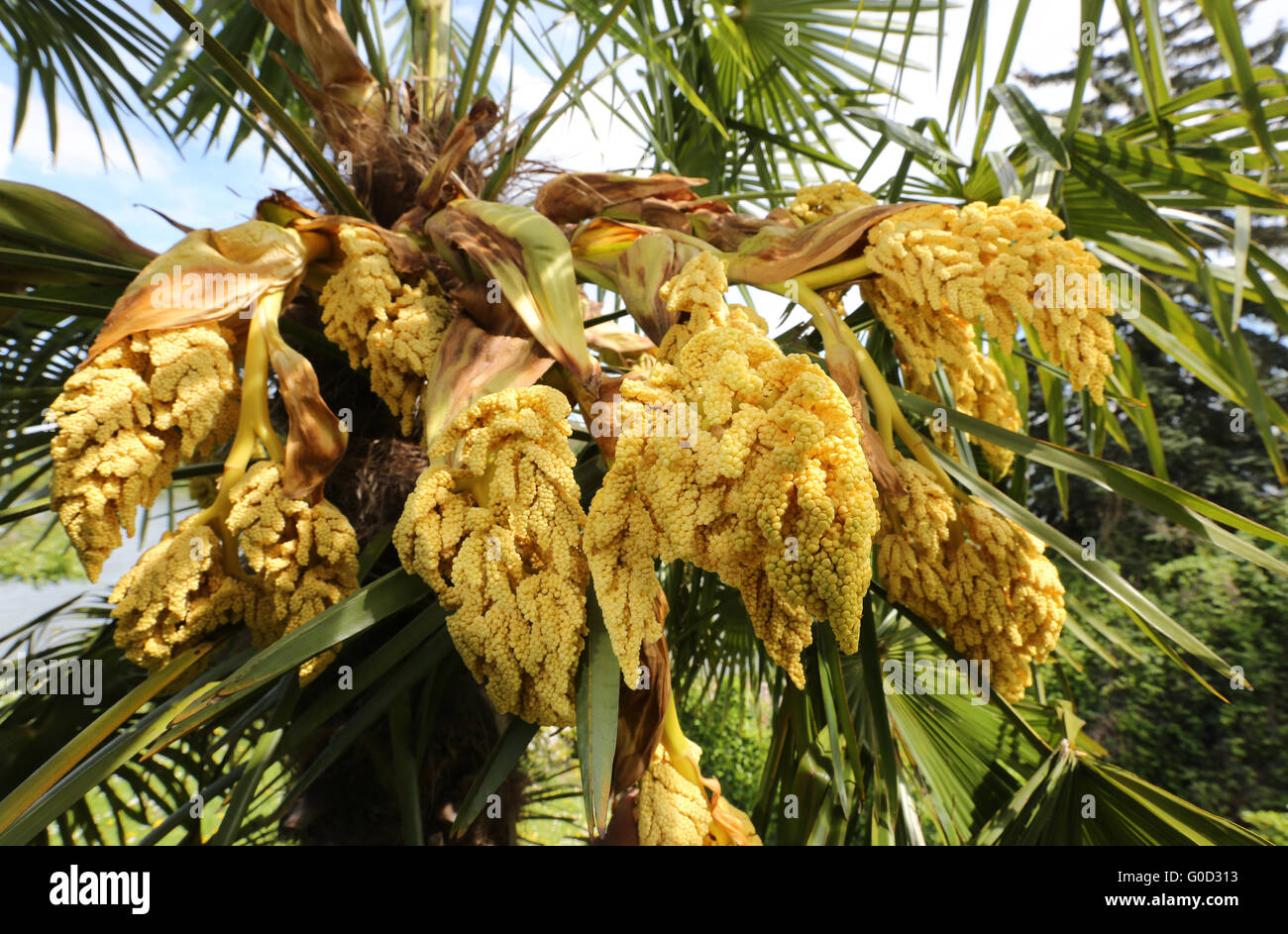 Palm Tree Trachycarpus fortune Stock Photo - Alamy