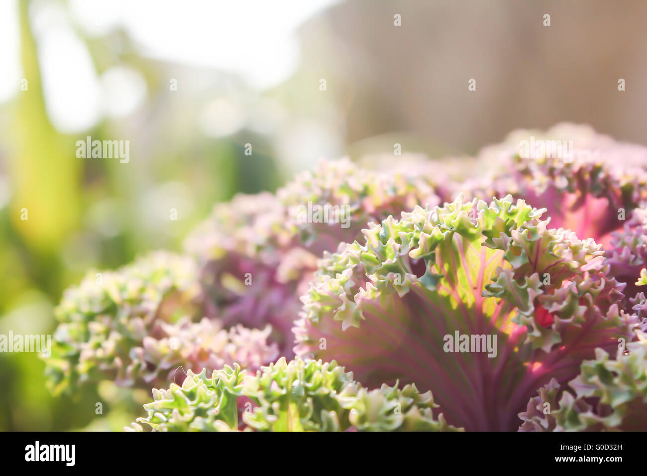 green leaves, nursery Stock Photo - Alamy