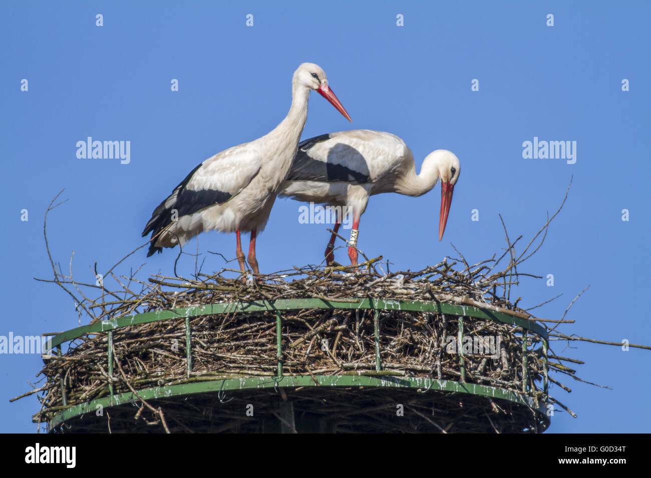 White stork breeding pair (Ciconia ciconia Stock Photo - Alamy