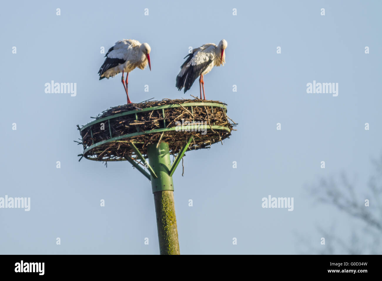 White stork breeding pair (Ciconia ciconia Stock Photo - Alamy