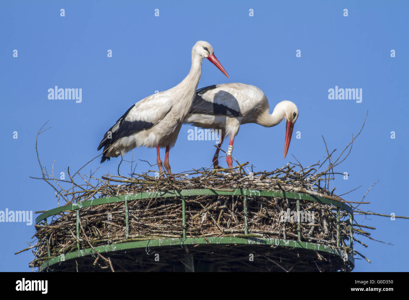 White stork breeding pair (Ciconia ciconia Stock Photo - Alamy