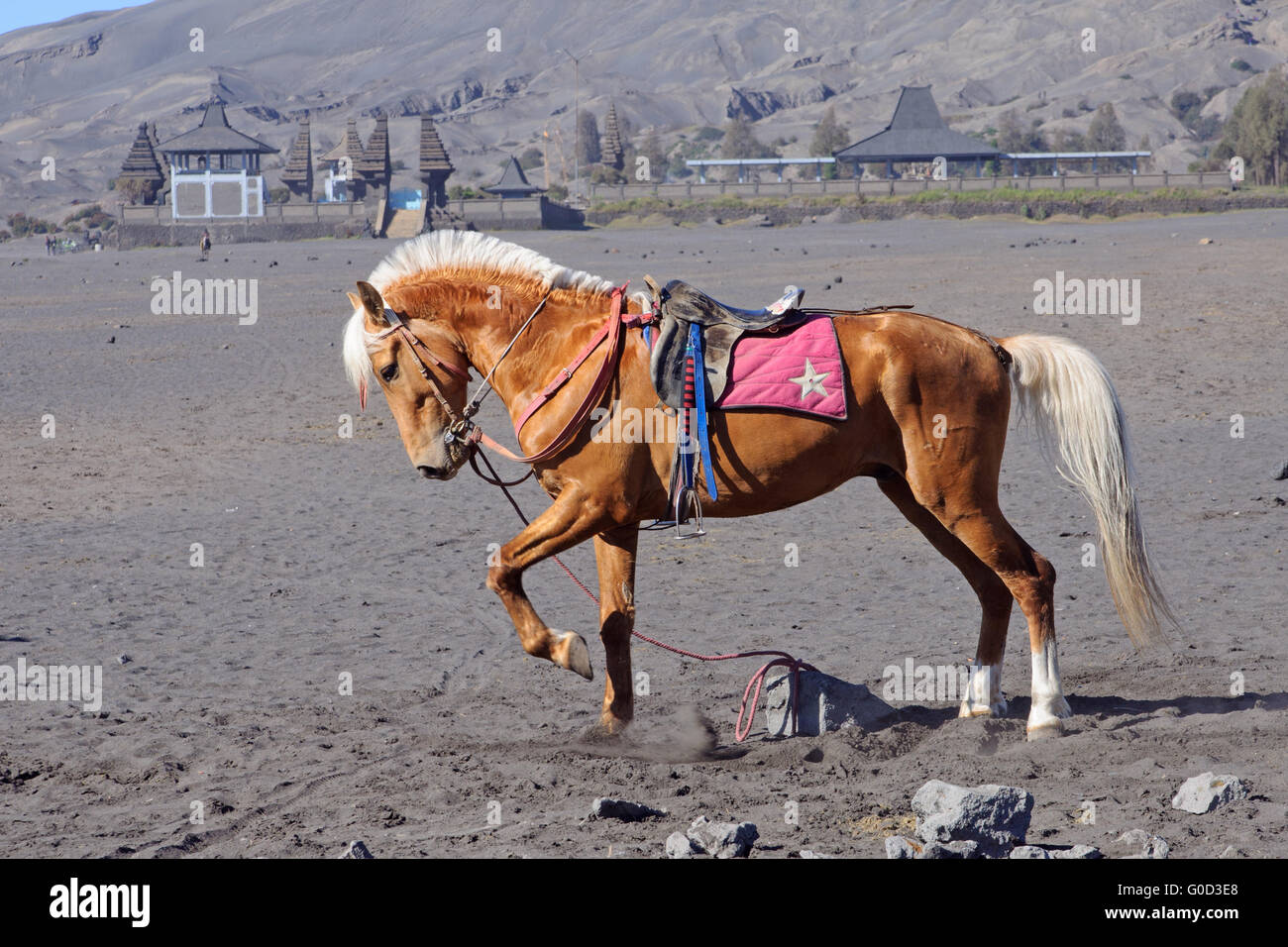 Horse at the foothills of Bromo volcano Stock Photo - Alamy