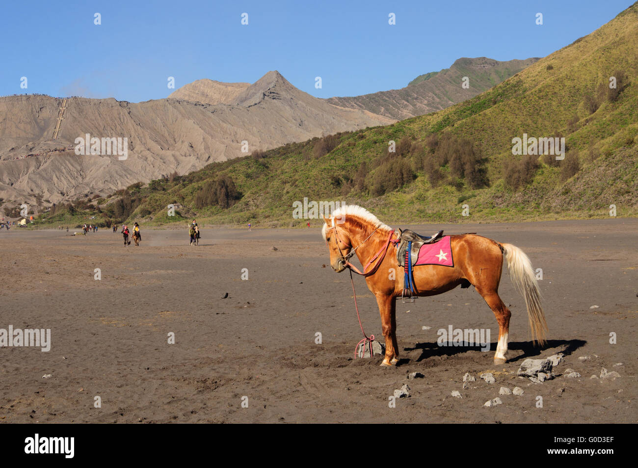 Horse at the foothills of Bromo volcano Stock Photo - Alamy