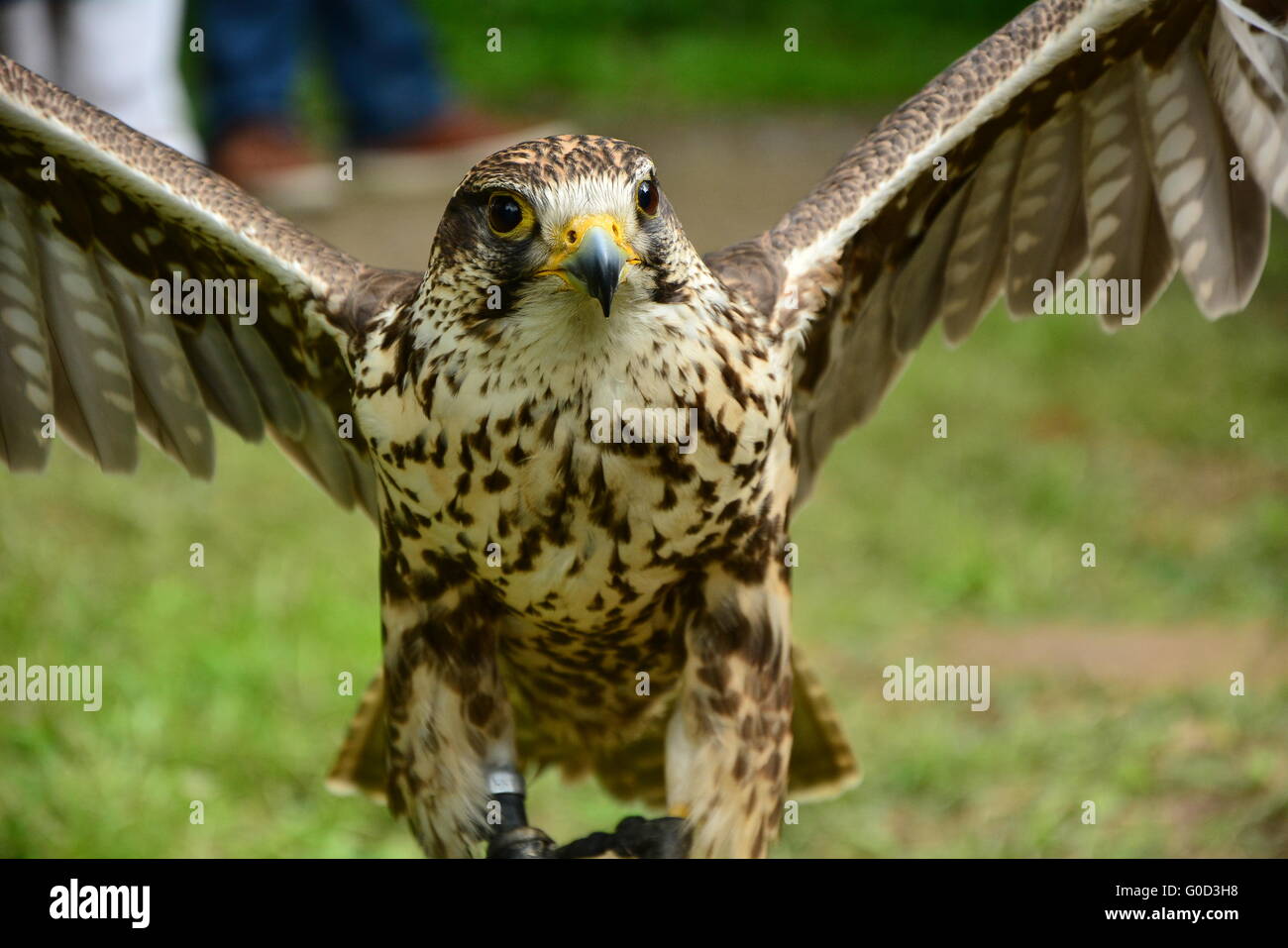 Peregrine falcon landing hi-res stock photography and images - Alamy