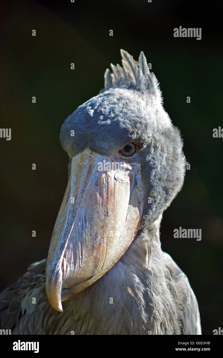 Zambia shoebill hi-res stock photography and images - Alamy