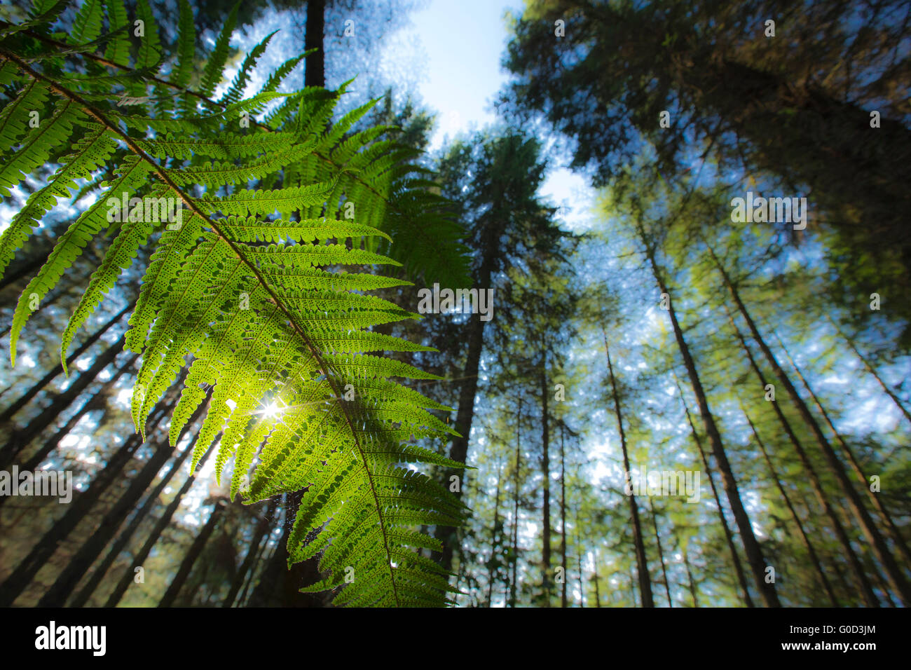 Silhouettes of ferns hi-res stock photography and images - Alamy