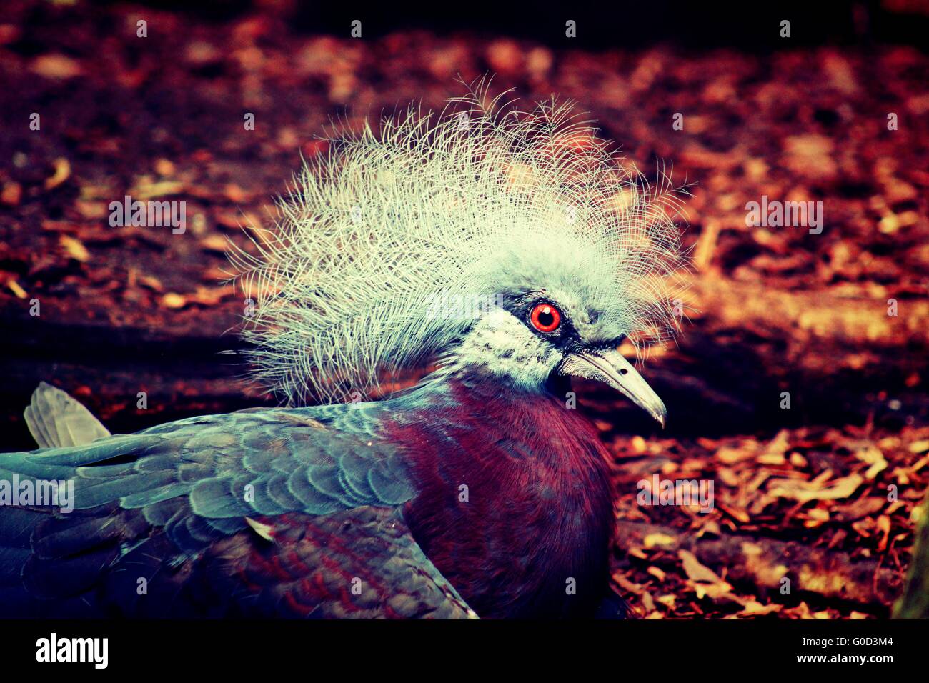 Animal bird rot red hi-res stock photography and images - Alamy