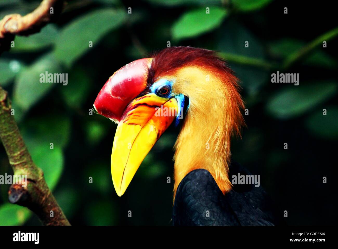 Fractal bird hi-res stock photography and images - Alamy