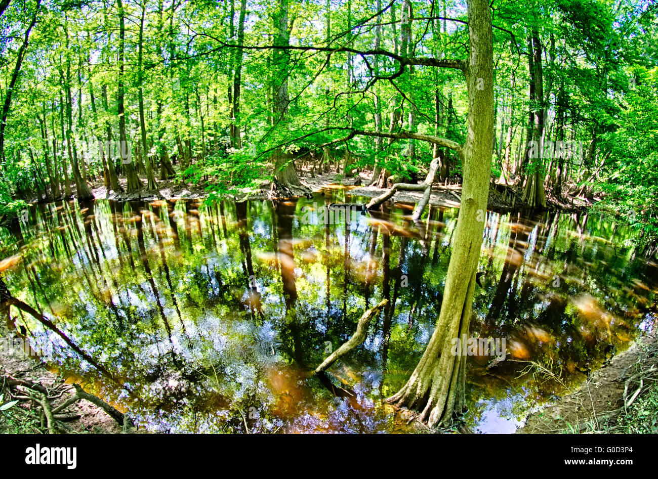 cypress forest and swamp of Congaree National Park Stock Photo - Alamy