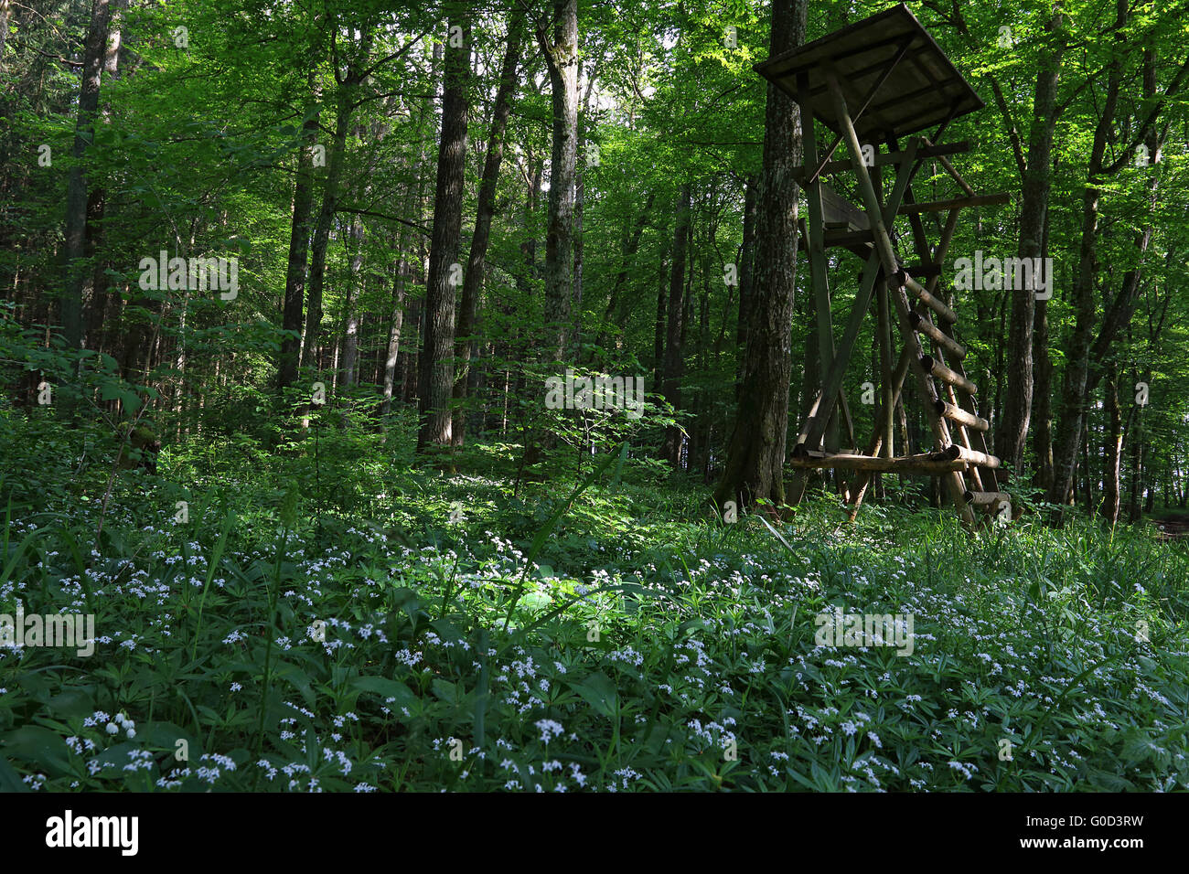 Waldmeister pflanze hi-res stock photography and images - Alamy