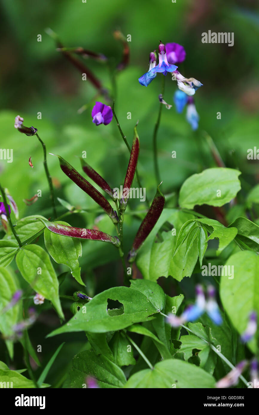 Lathyrus vernus spring vetchling hi-res stock photography and images ...