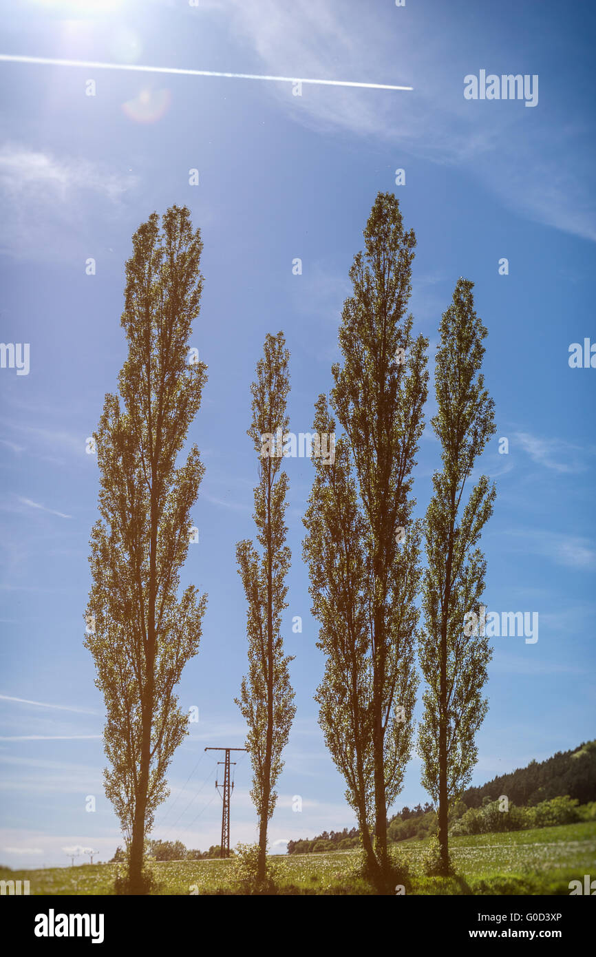 4 Trees and power pole 1 Stock Photo - Alamy