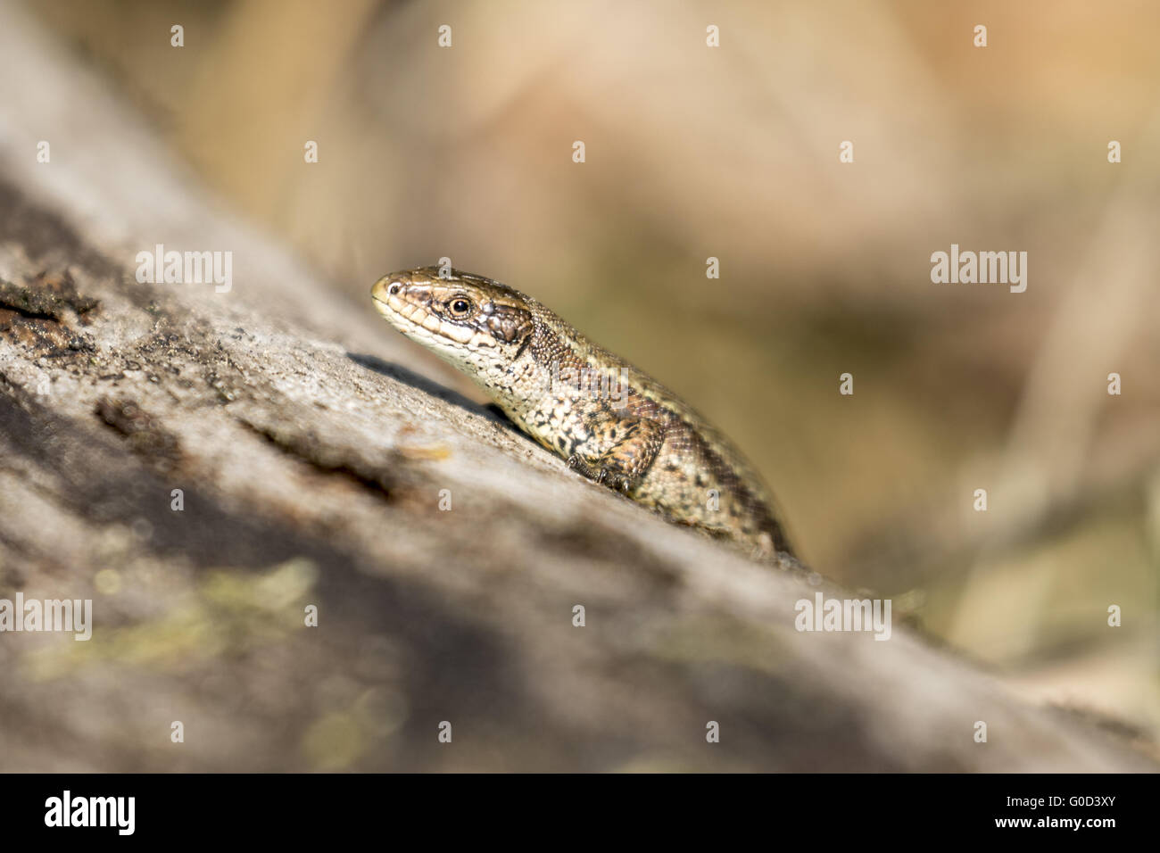 Common tree lizard hi-res stock photography and images - Alamy