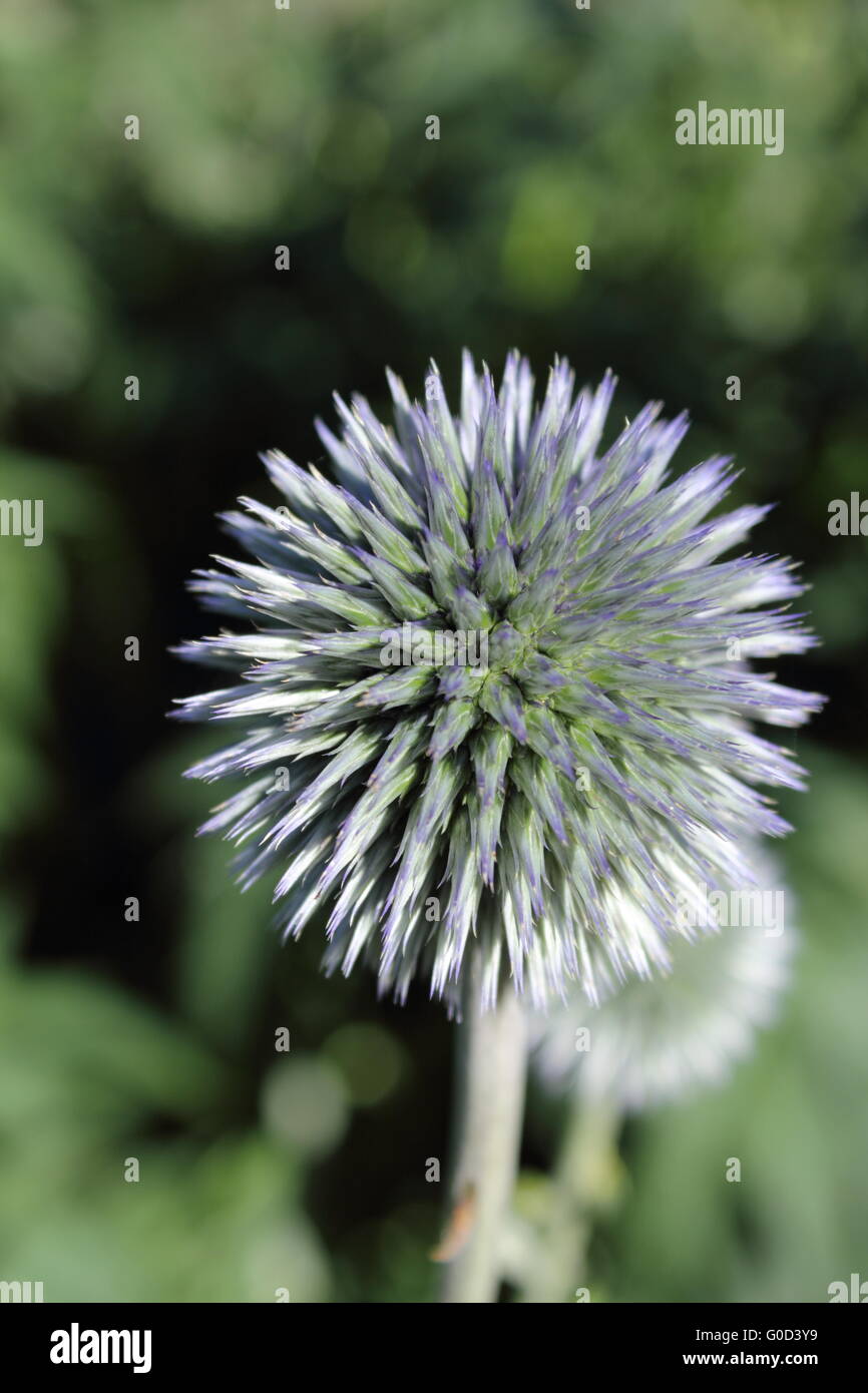 Ball thistle, botanical garden Stock Photo - Alamy