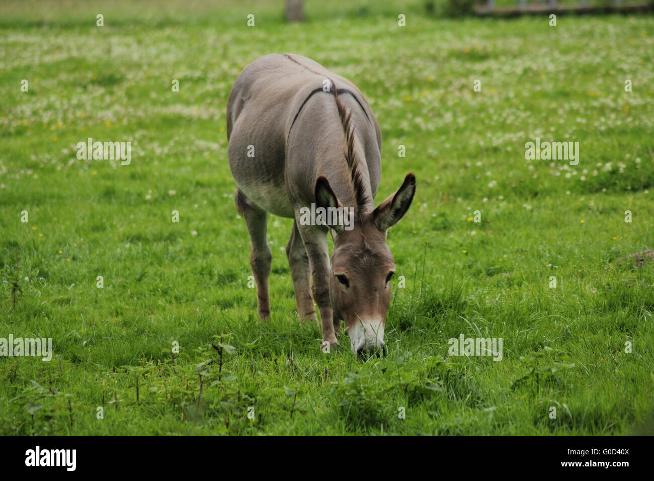 Donkey movement hi-res stock photography and images - Alamy