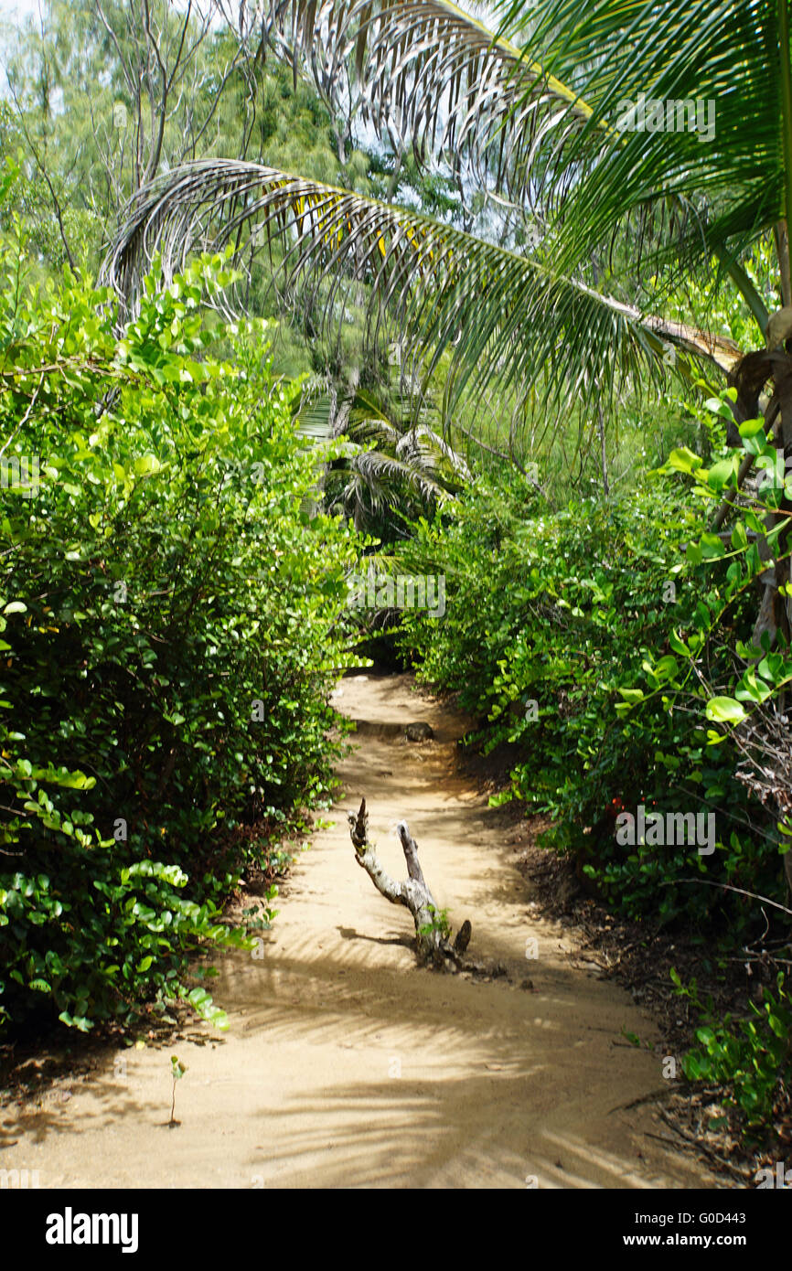 green landscape on mahe island on the seychelles Stock Photo - Alamy