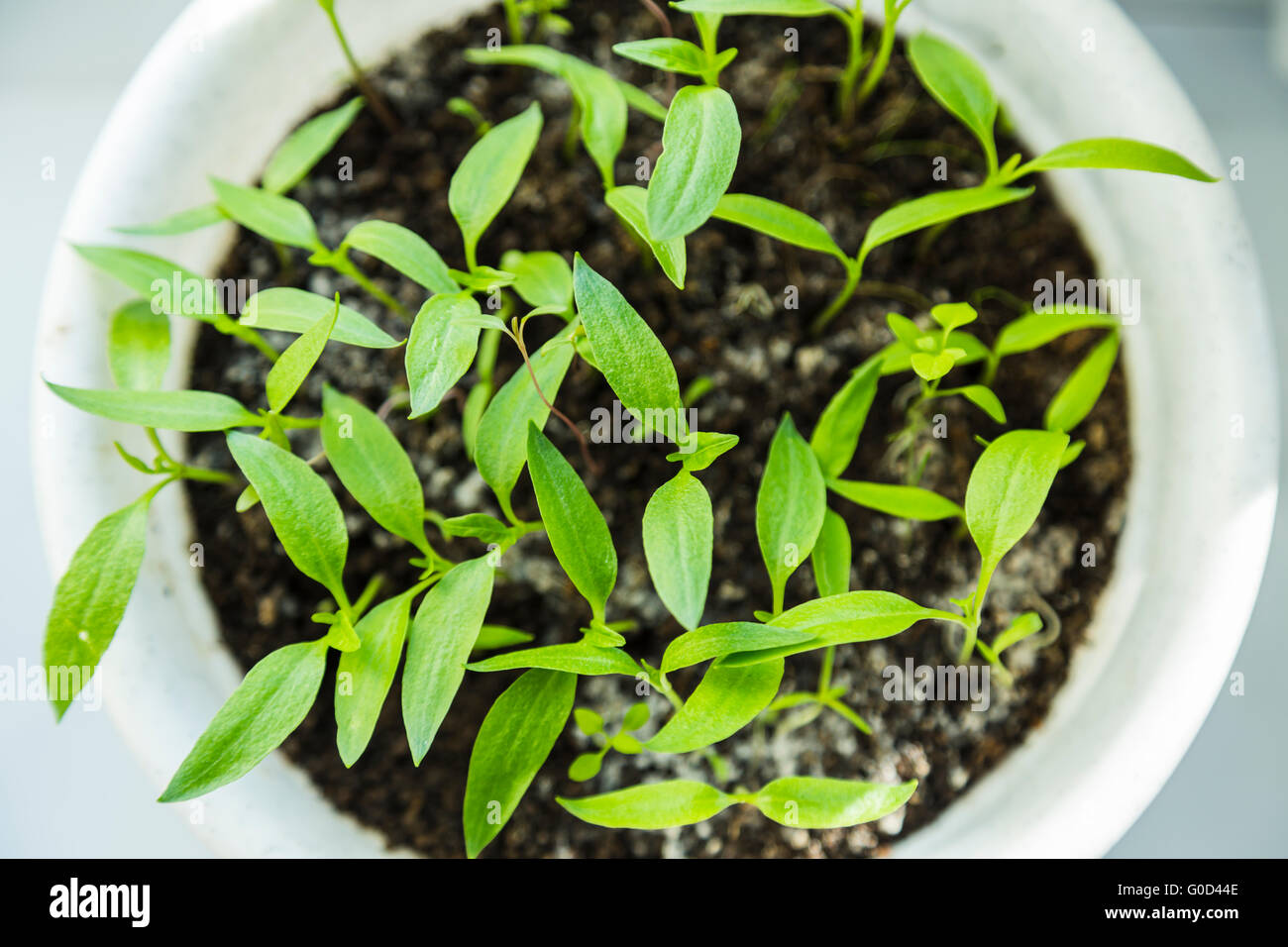 Sprouting tomato seedlings Stock Photo - Alamy