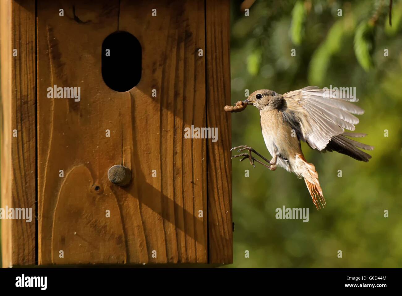 Common redstart in flight Stock Photo - Alamy
