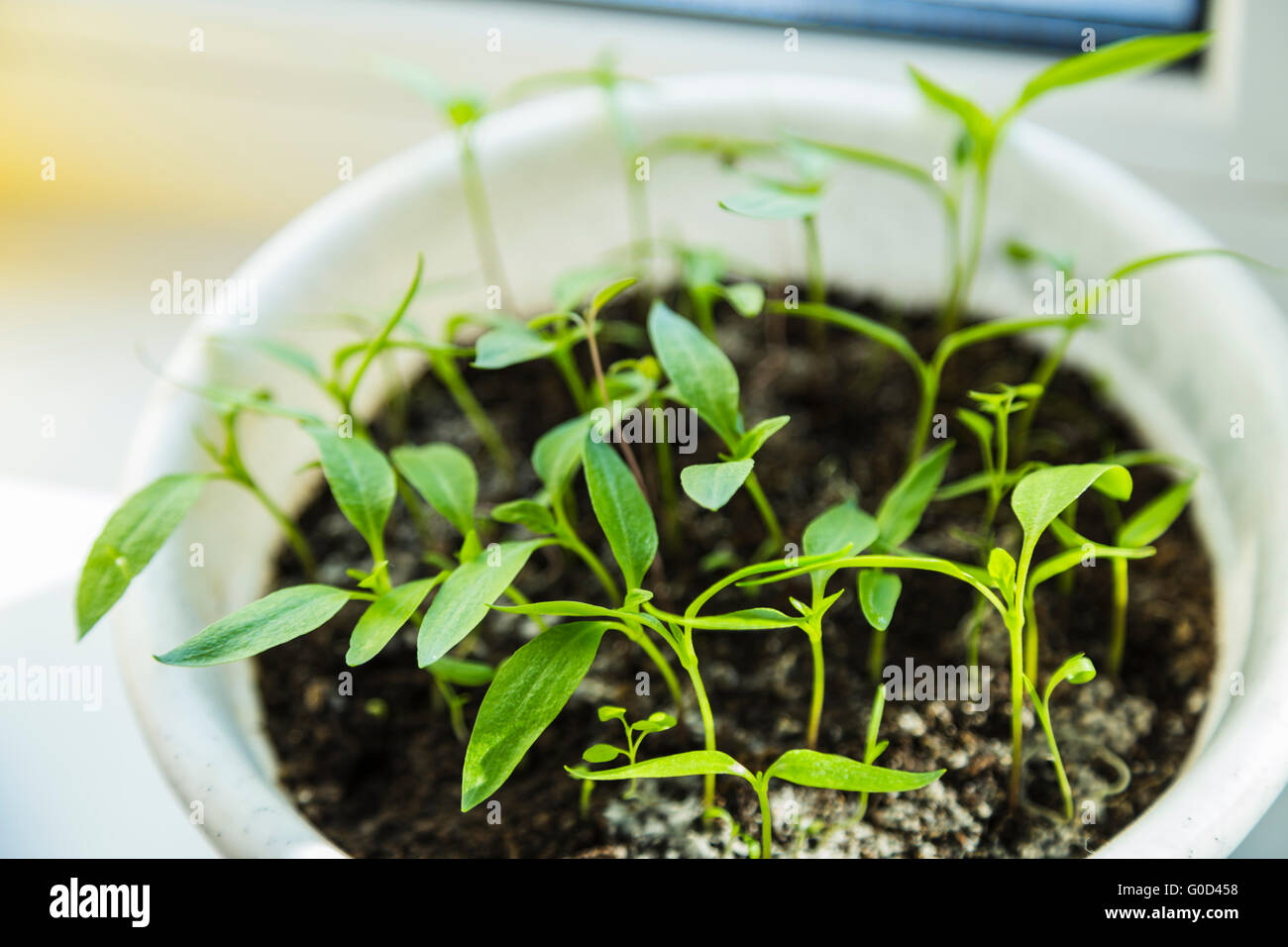 Seedling plant tomato Stock Photo - Alamy