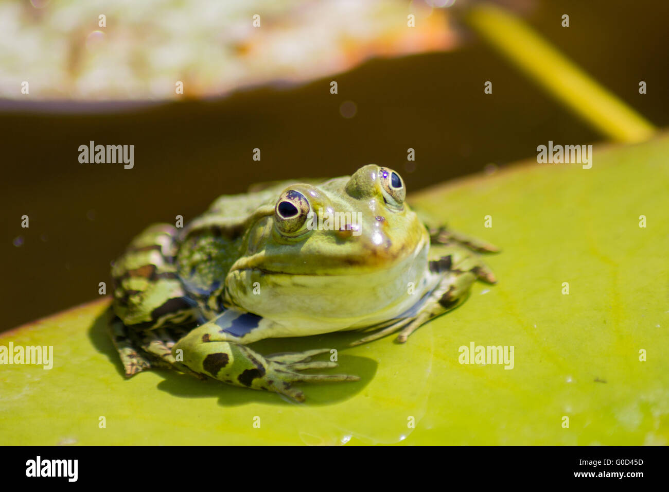 A frog on a water lily Stock Photo - Alamy