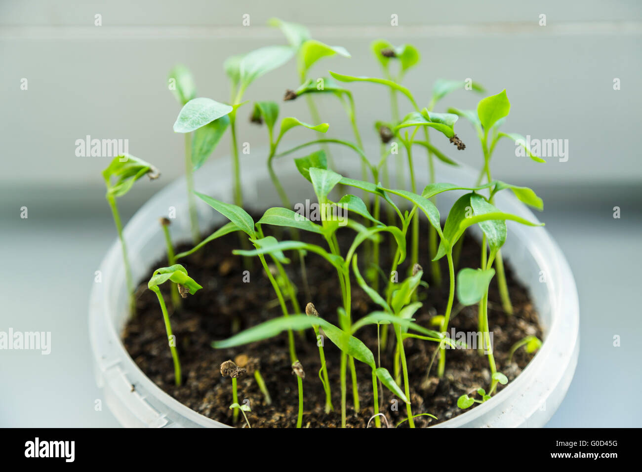 Sprouting tomato seedlings Stock Photo - Alamy