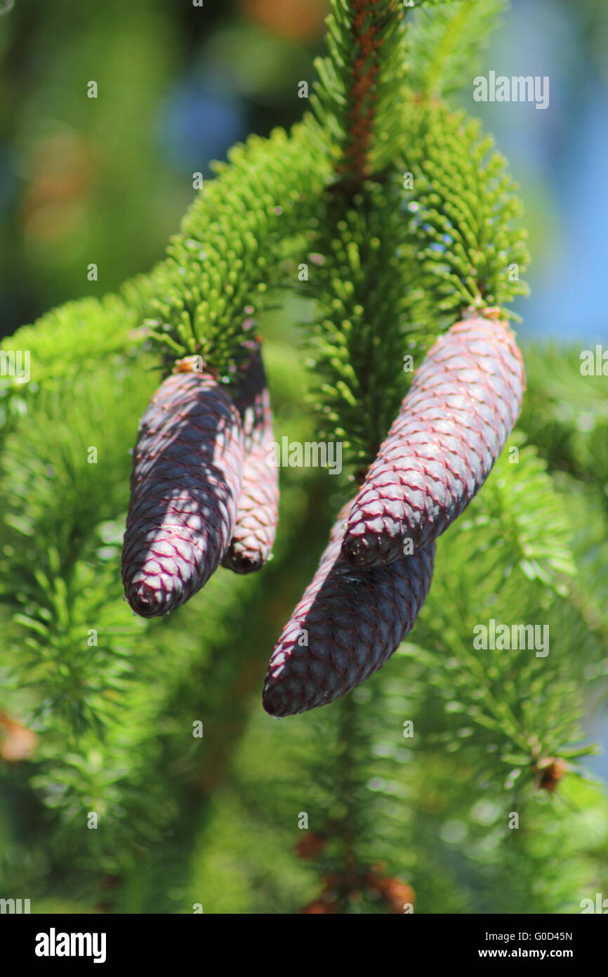 Immature red fir cones Stock Photo - Alamy