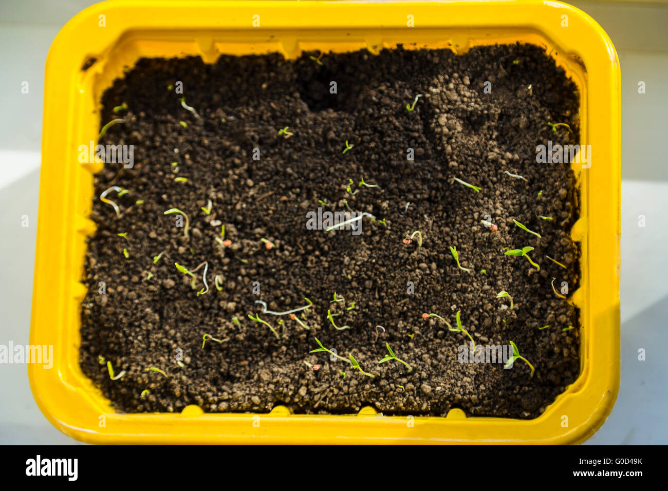 Sprouting tomato seedlings Stock Photo - Alamy