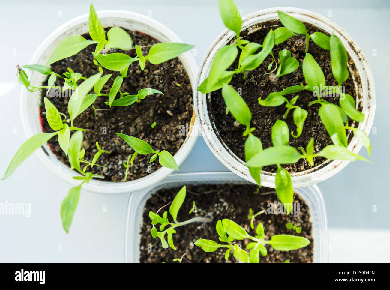 Seedling plant tomato hi-res stock photography and images - Alamy