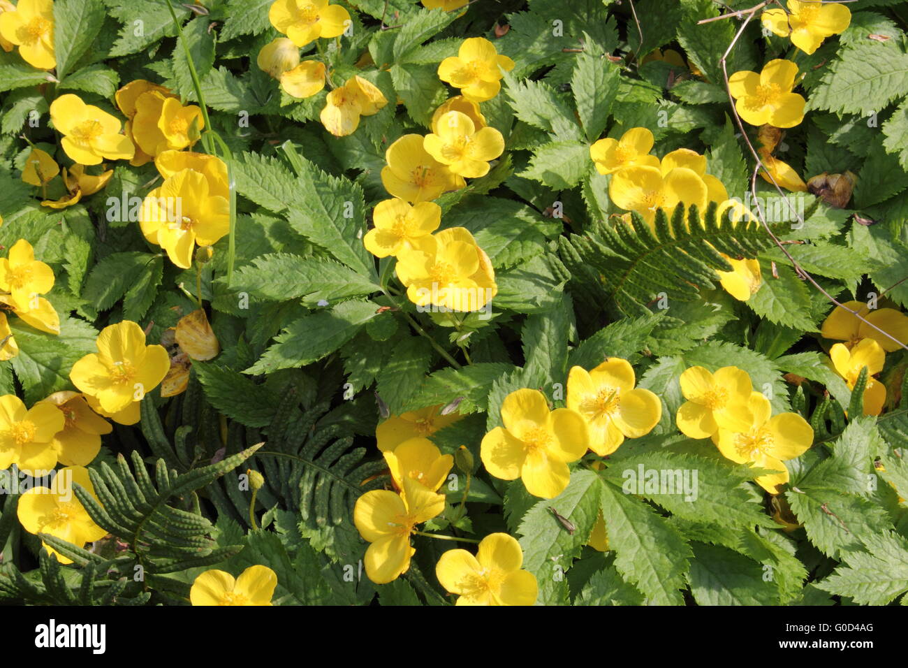 Blossoms flourishes hi-res stock photography and images - Alamy