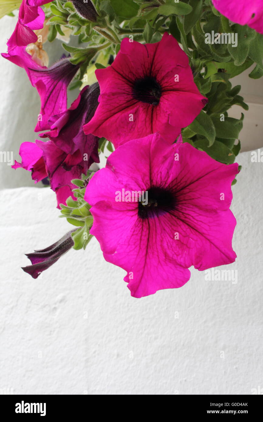 Leaves before flowers hi-res stock photography and images - Alamy