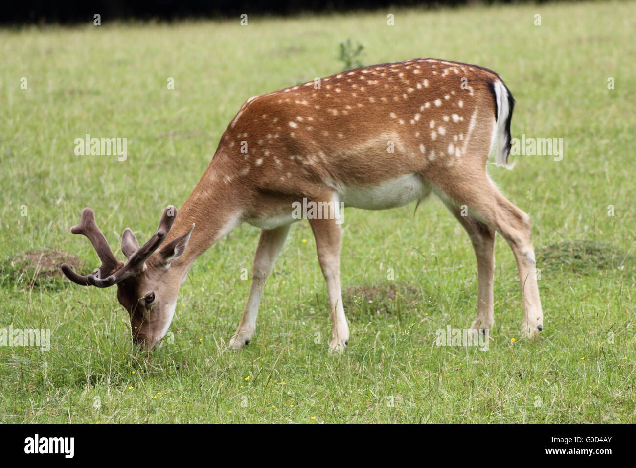 Roe deer on the willow Stock Photo - Alamy