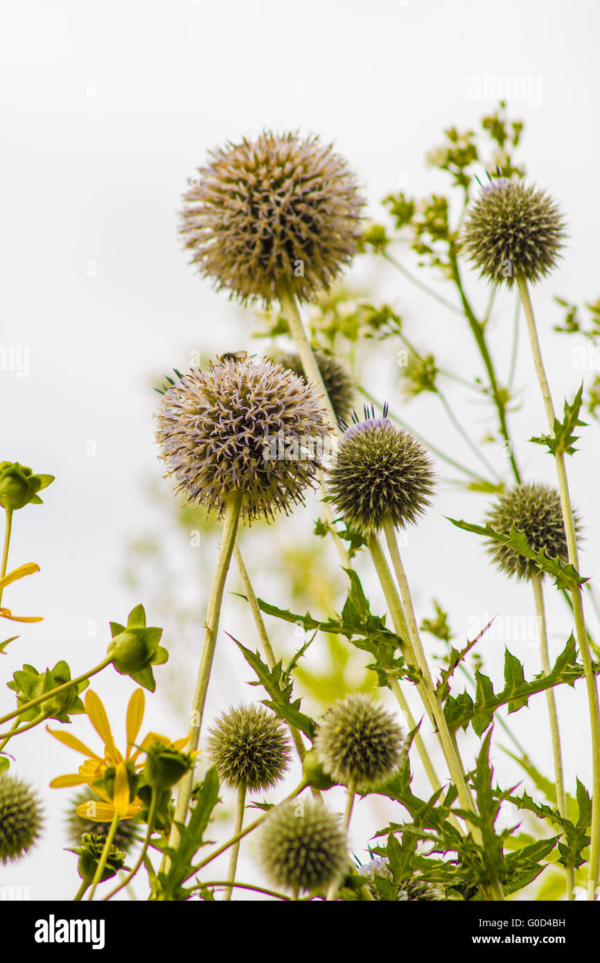 Ball thistle, botanical garden Stock Photo - Alamy