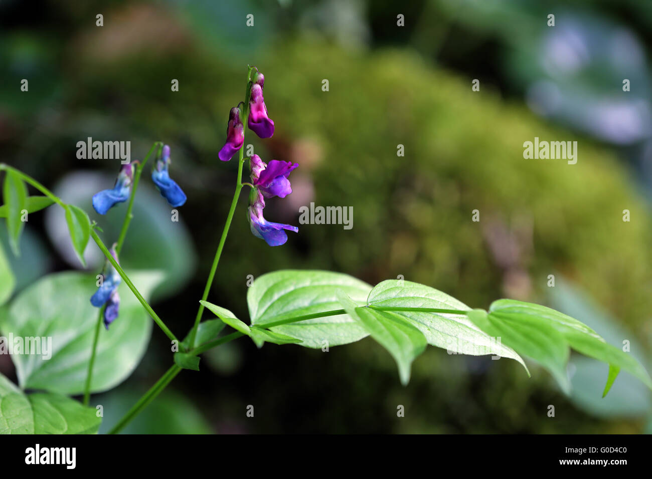 Spring vetchling, Lathyrus vernus Stock Photo - Alamy