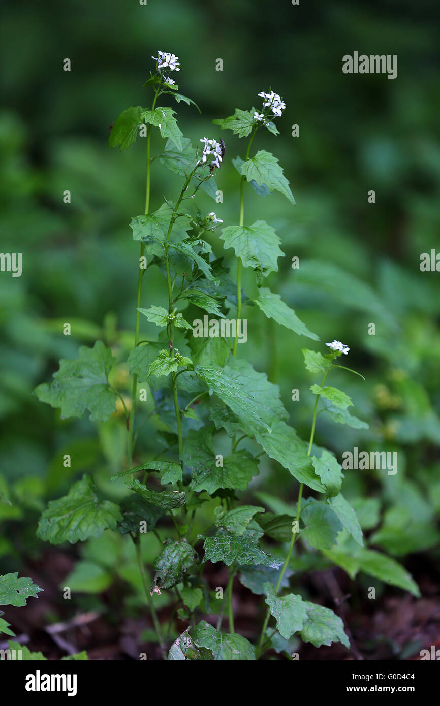 Alliaria officinalis garlic mustard hi-res stock photography and images ...