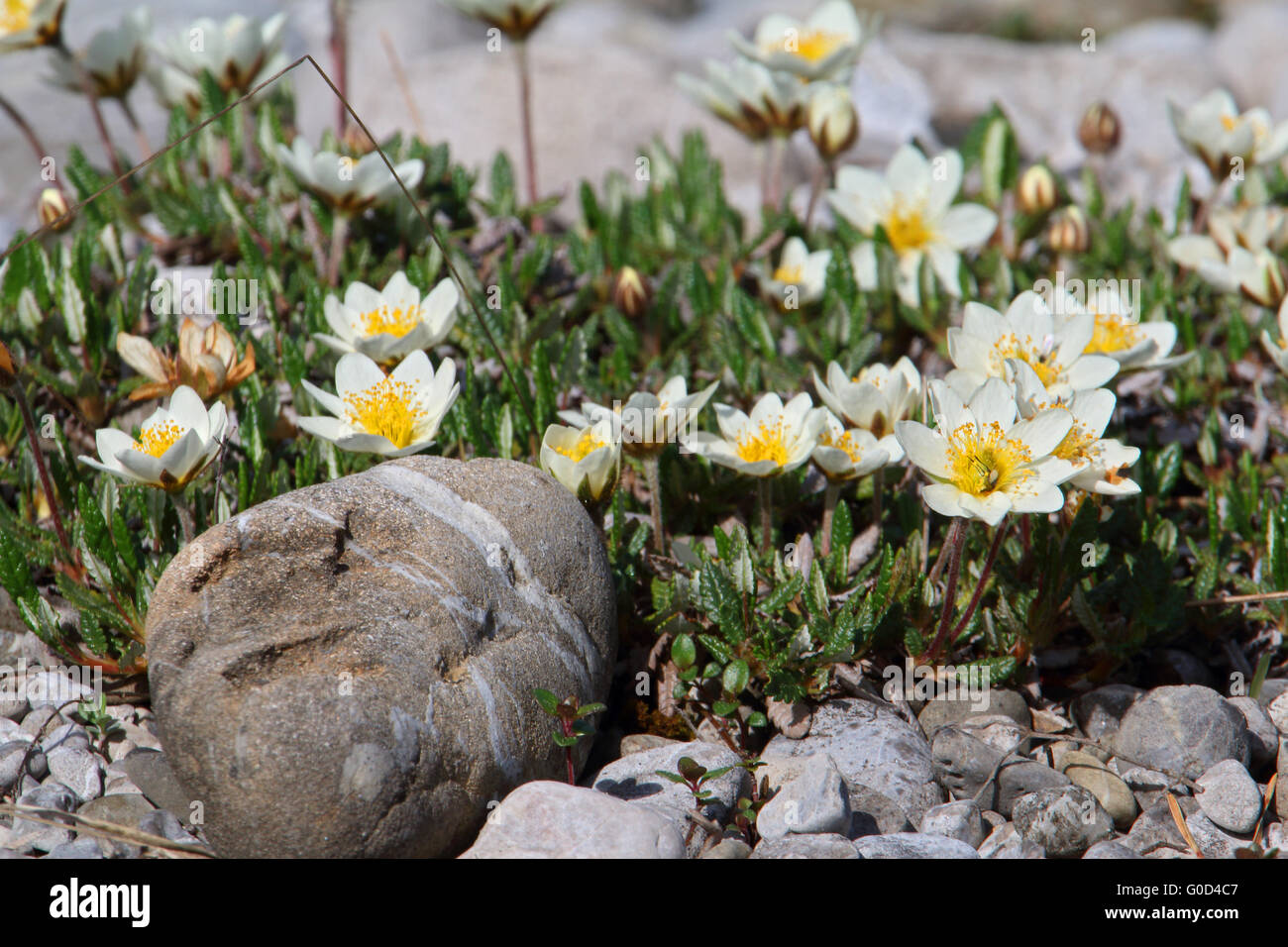 White dryas, Dryas octopetala Stock Photo - Alamy