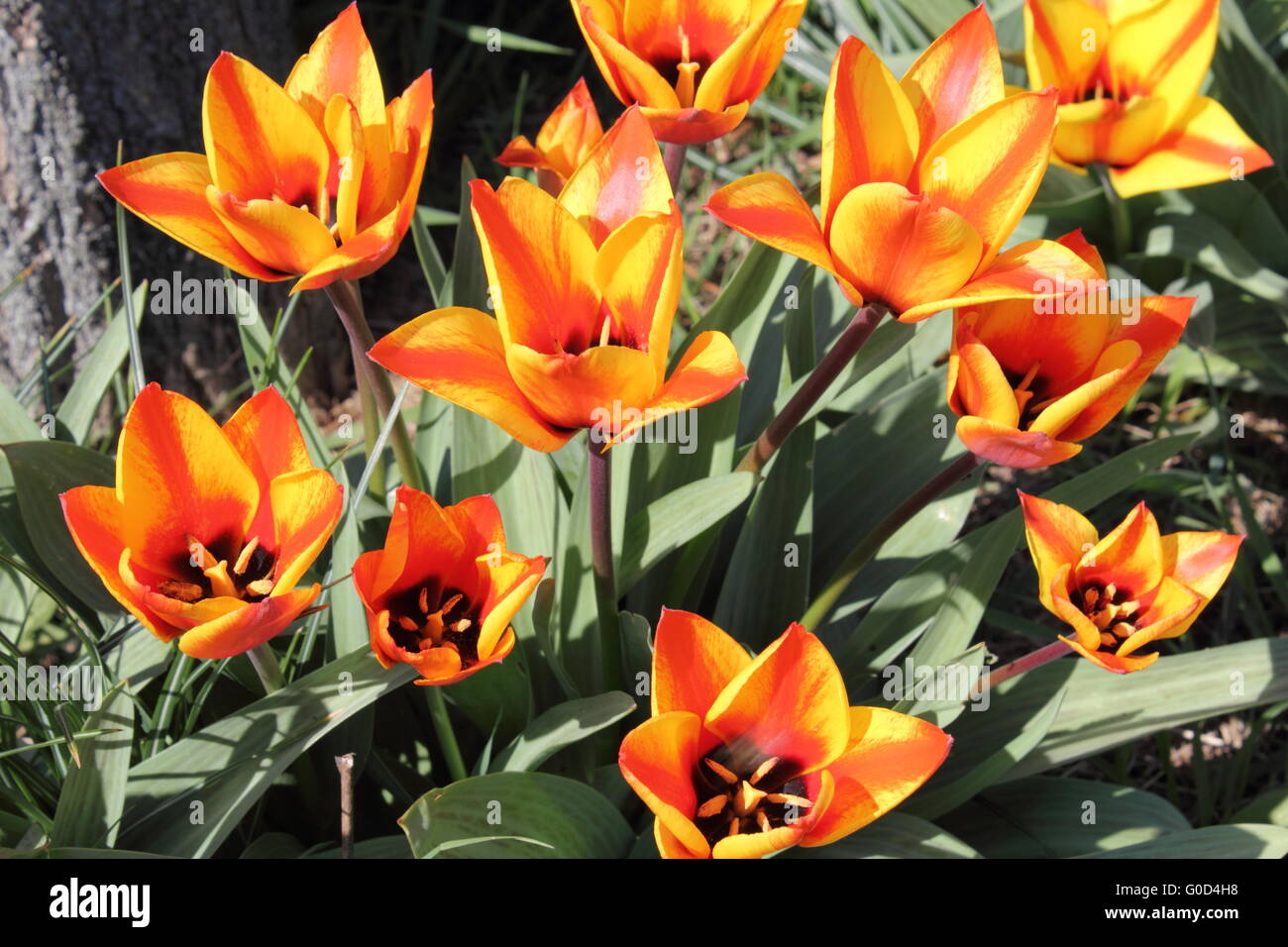 Fire blossom hi-res stock photography and images - Alamy
