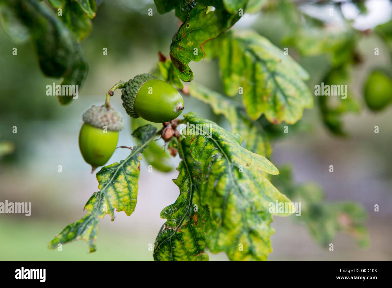Seed Embryo High Resolution Stock Photography and Images - Alamy