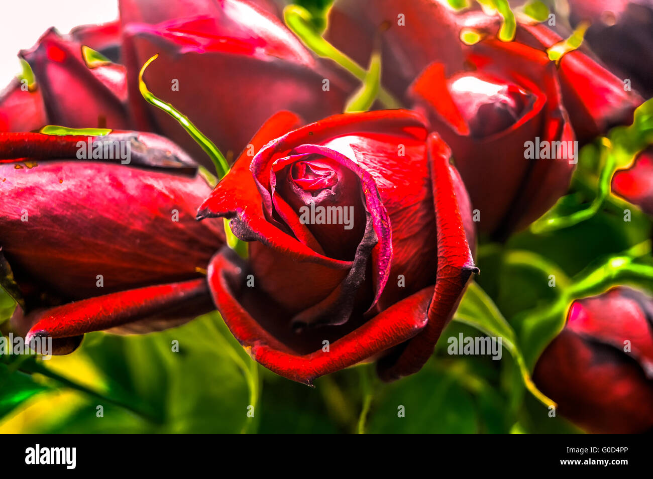 Beautiful faded red roses Stock Photo - Alamy