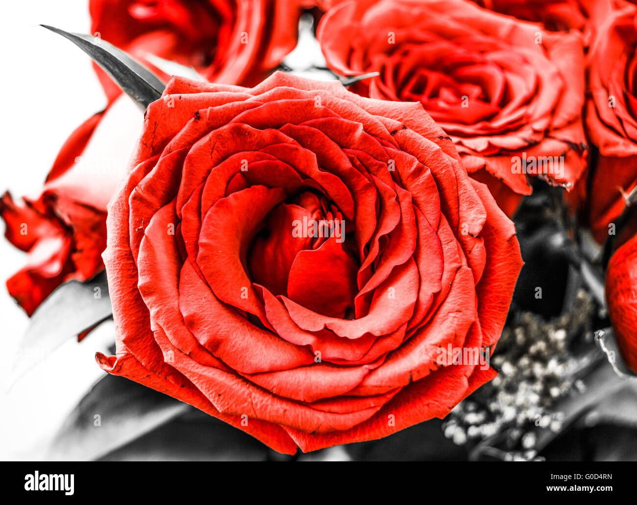 Beautiful flourished red roses in a grey background Stock Photo - Alamy