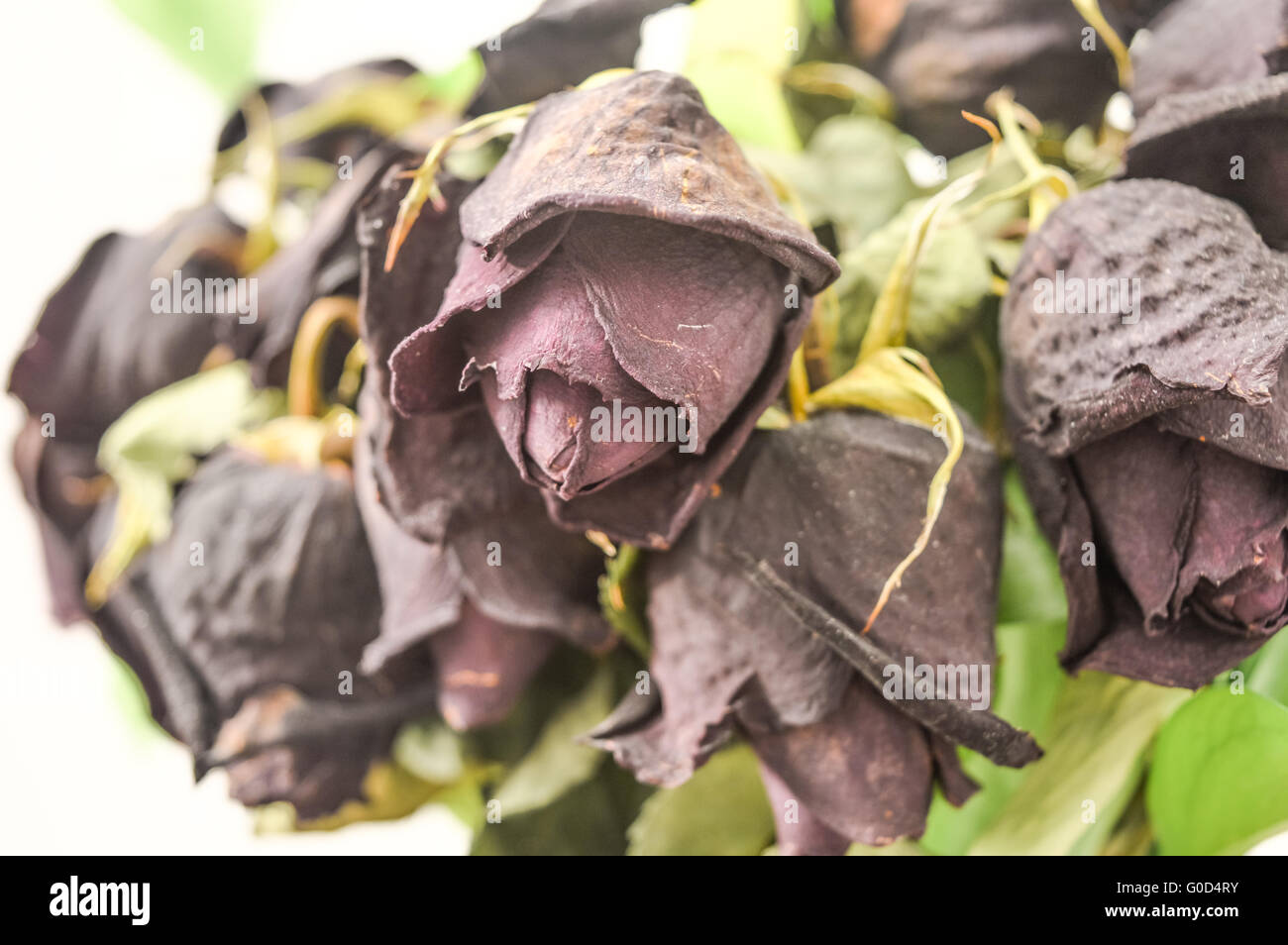 Beautiful faded red roses Stock Photo - Alamy