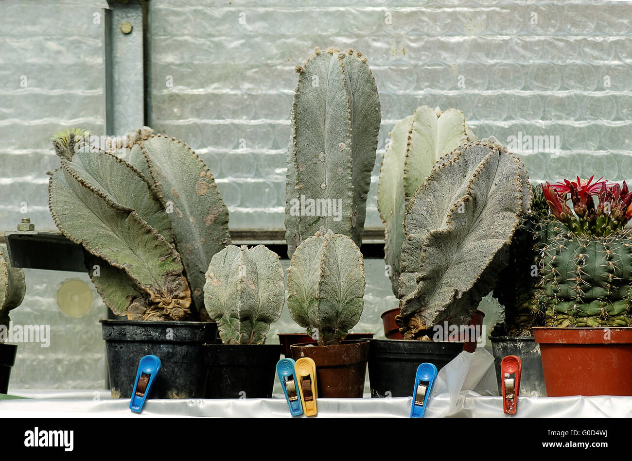 Bishops flower hi-res stock photography and images - Alamy