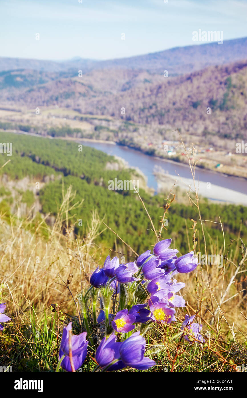 Pulsatilla flowers in Altay mountains landskape Stock Photo - Alamy