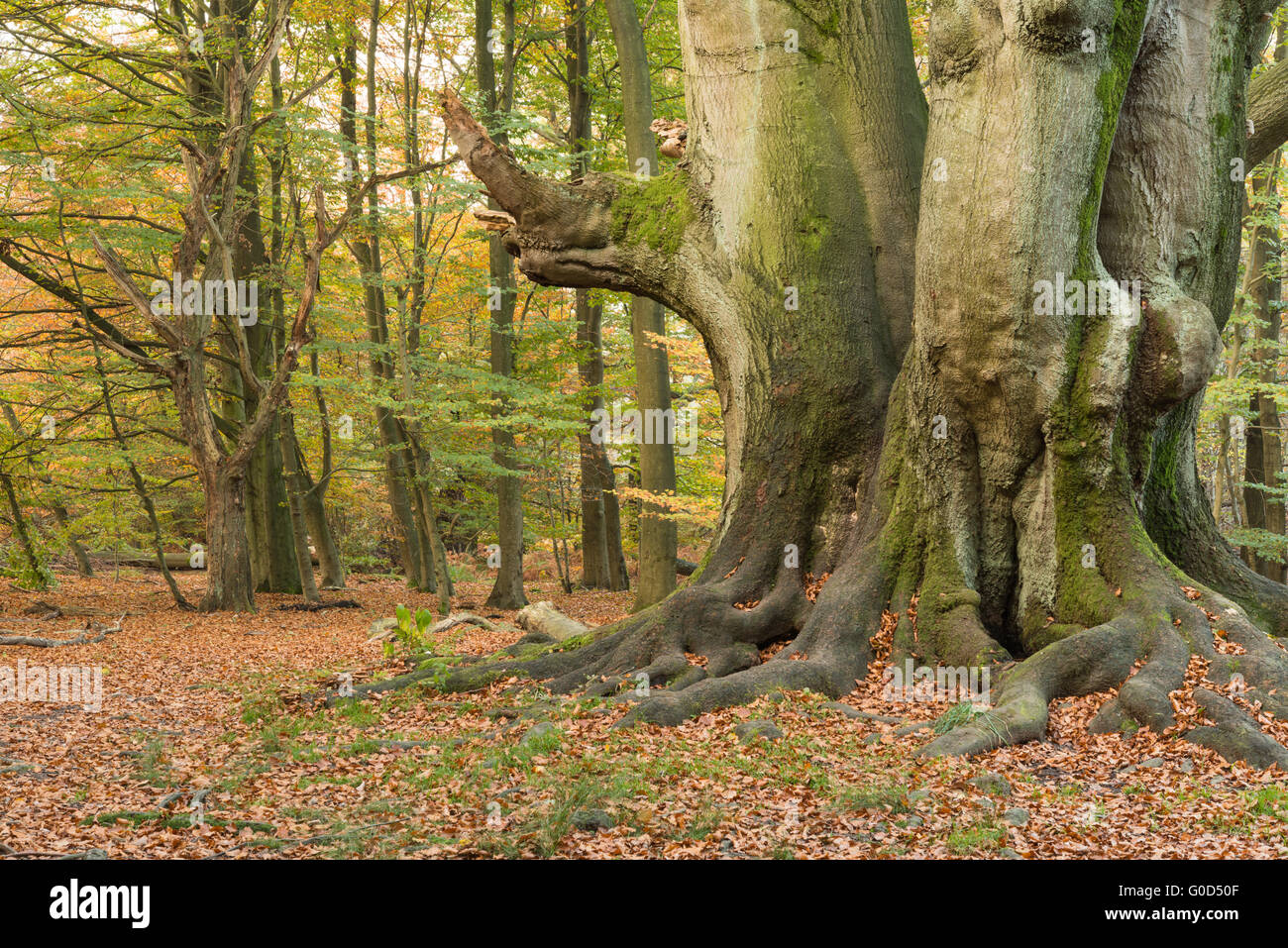 Forest Sababurg Germany Stock Photo - Alamy