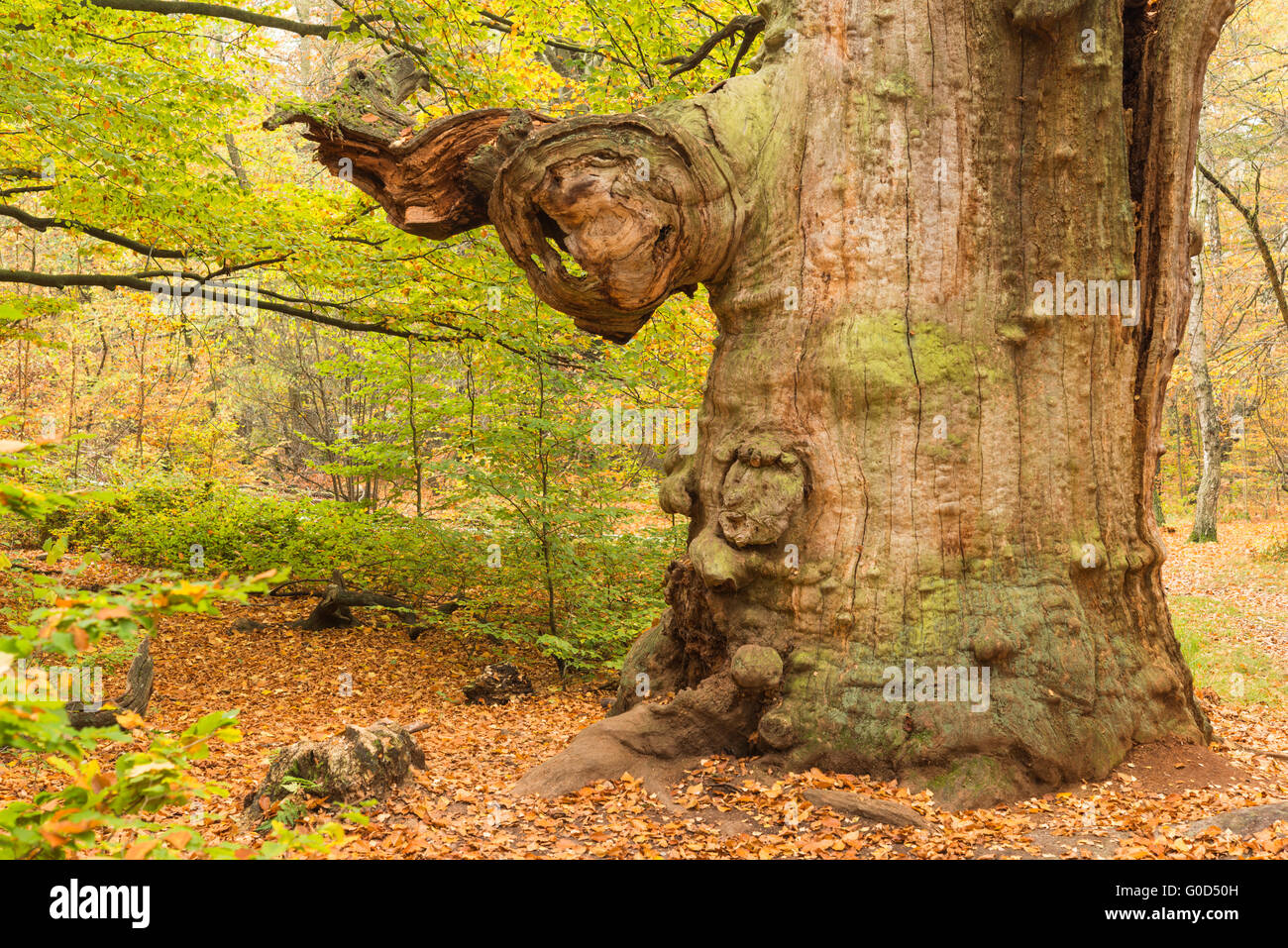 Forest Sababurg Germany Stock Photo - Alamy