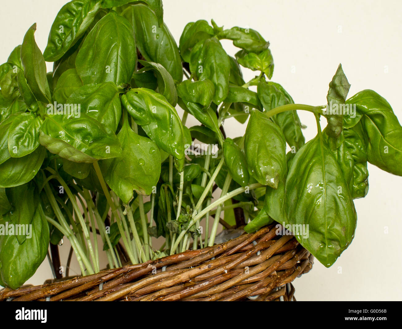 Basil in a basket Stock Photo - Alamy
